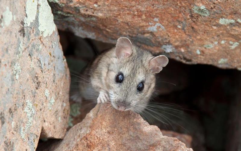 Packrat Midden Mysteries | Great Basin National Park Foundation